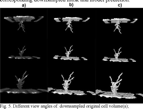 Figure 5 From Semantic Image Segmentation Of Cell Volumes Using 3d U