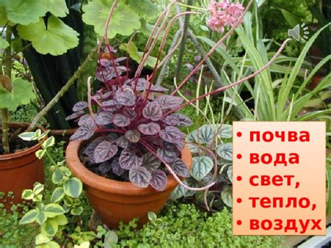 Презентация "Комнатные растения"