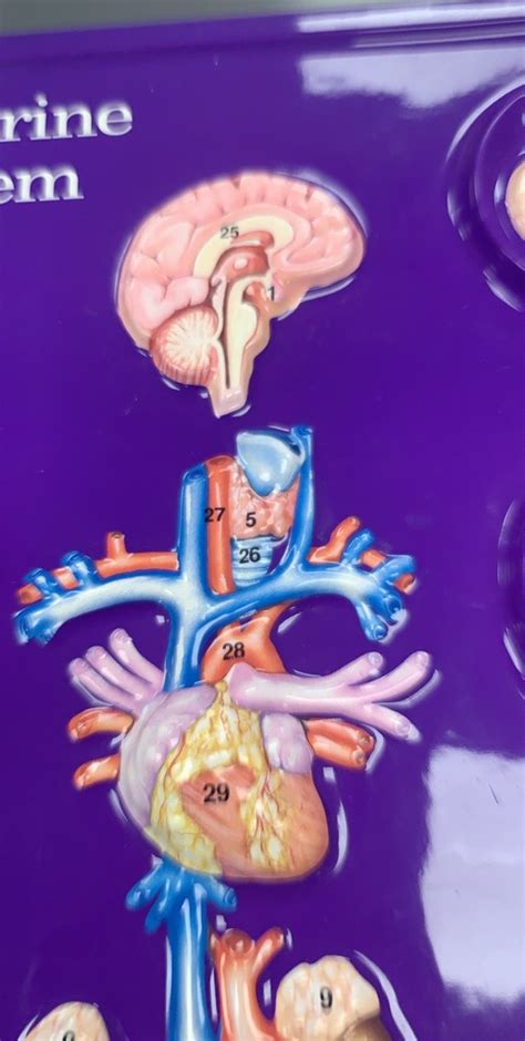 Bio 269 Lab 1 Endocrine Anatomy Diagram Quizlet
