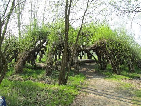 Extraordinary Pieces Of Architecture Grown From Living Trees Atlas Obscura