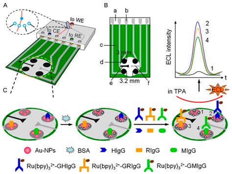 Electrochemiluminescence Biosensors Using Screen Printed Electrodes
