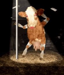 Funny Cow S Tenor