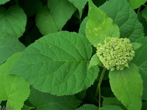 Wild Hydrangea Hydrangea Arborescens North American Insects And Spiders