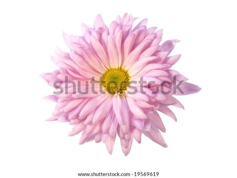 Detail Beautiful Pink Shasta Daisy Chrysanthemum Stock Photo 19569619 Shutterstock