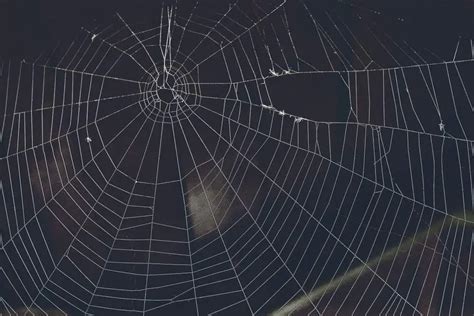 Spider Web Tattoo Meaning Unraveling The Symbolism Inkspired Magazine