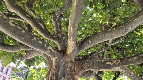 The Crown Of An Old Plane Tree In The City Stock Image Image Of