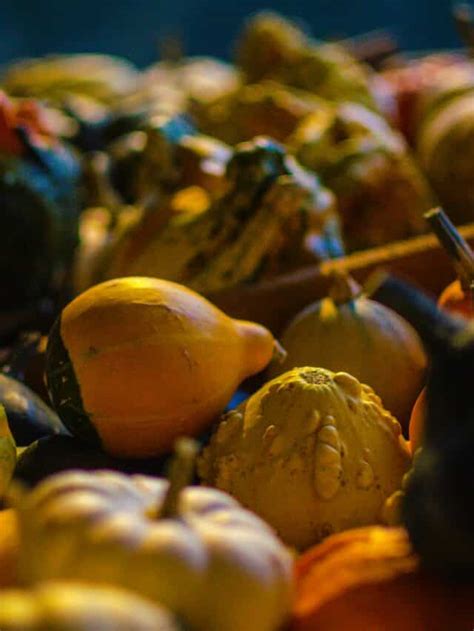 Winter Squash Varieties To Relish The Essence Of The Season