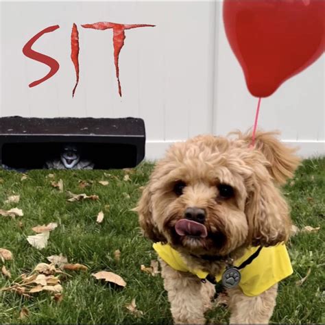 Nothing Scarier Than A Cavapoo Who Doesnt Follow Basic Commands Happy