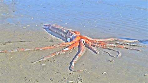 Giant Squid The Real Life Ocean Kraken Live Science