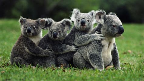 Koala Hd Wallpapers Top Free Koala Hd Backgrounds Wallpaperaccess