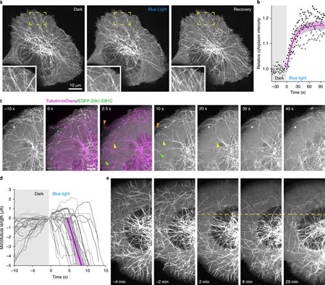 π Eb1 Photodissociation Induced Mt Cytoskeleton Reorganization A