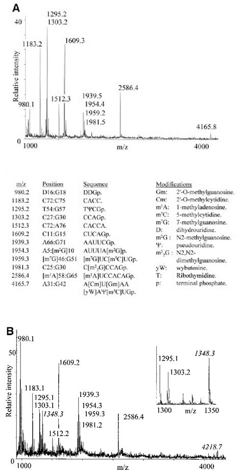 Figure 2 From Detection Of Pseudouridine And Other Modifications In Trna By Cyanoethylation And