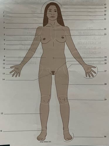 A P Lab Practical Sec Flashcards Quizlet
