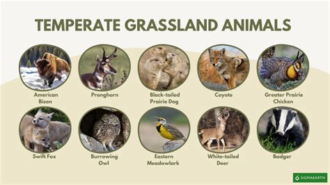 Characteristics Of Temperate Grassland Animals Sigma Earth