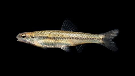 Pimephales Notatus