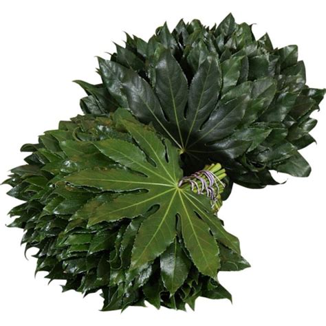 Aralia Leaf Medium Gardens City