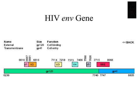 Ppt Investigations Of Hiv 1 Env Evolution Powerpoint Presentation Free Download Id 5764646