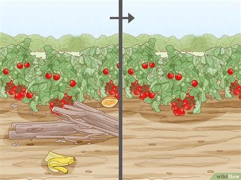 How To Kill Leaf Footed Bugs Identification And Control