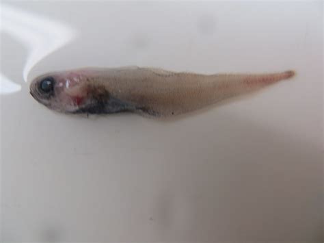 Physiculus Fulvus Pc14 04 Sta17 Img 6819 Photo By Jon Moor… Yale Peabody Museum Of Natural