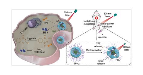 Inhibitor Decorated Nanoscale Semiconducting Polymer Prodrugs For