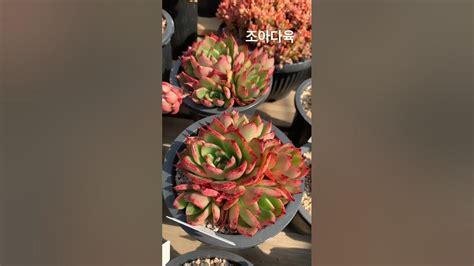 💥최근 제일 색감 좋아요 조아다육농장 010 6252 5061 인천 남동구 도림동 557 5 택배가능해요 Youtube