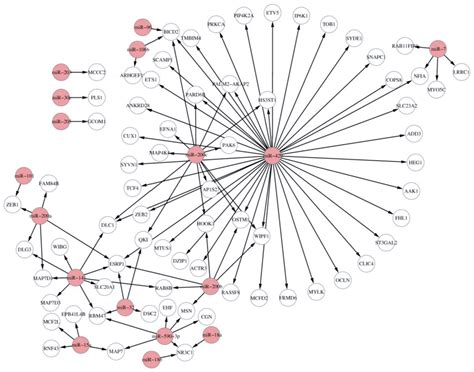Visualisation Of Top 100 Mirna Mrna Interactions For All Mirnas In The
