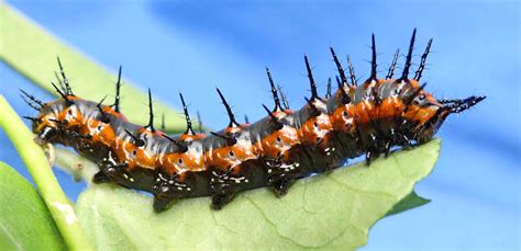 Gulf Fritillary Butterfly Life Cycle