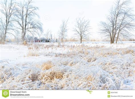 Snowy Fields In Winter