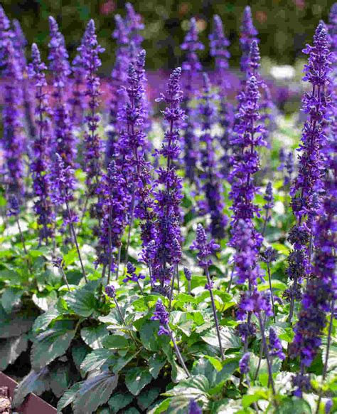 Salvia Mystic Spires Blue Hayloft