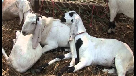 Bakra Eid 2018 शाहरुख को पसंद है इस नस्ल का बकरा कुर्बानी के लिए फ्लाइट से मंगवाया गया