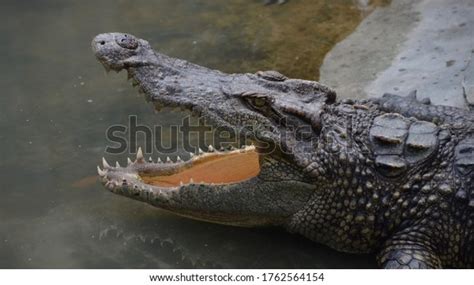 558 Crocodile Snap Royalty Free Photos And Stock Images Shutterstock