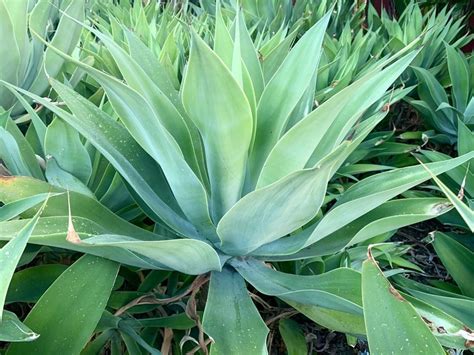Lwk Foxtail Agave Agave Attenuata 20 Seeds Fast Shipping Seeds And Bulbs