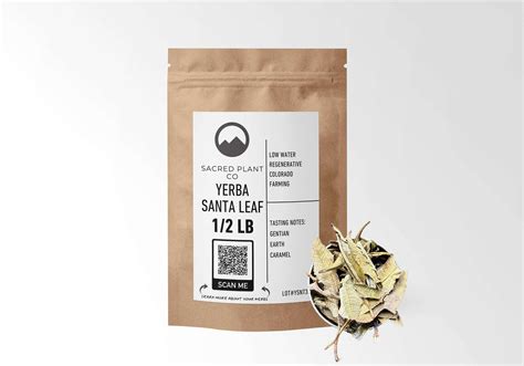 Yerba Santa Benefits Sacred Herb For Respiratory Health Sacred Plant Co
