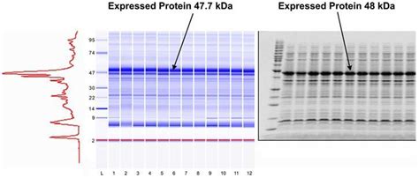 A Comparison Of A LabChip 90 Virtual Gel View And Sodium Dodecyl Download Scientific Diagram