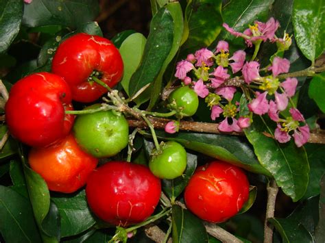 Barbados Cherry Allergy At Bruce Lohr Blog
