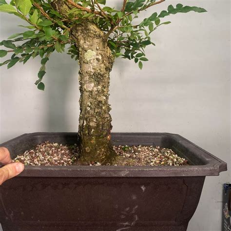 What To Do With A Field Grown Winged Elm Underhill Bonsai