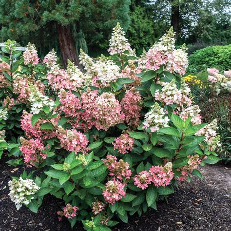 Flare™ Panicle Hydrangea