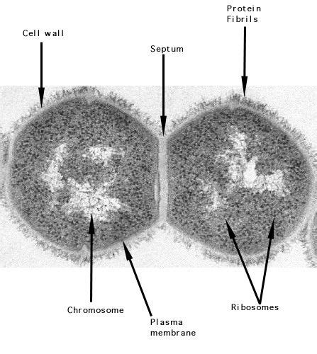 Structure And Function Of Bacterial Cells Structure And Function Structures Function