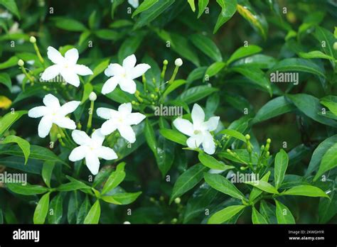 Jasminum Sambac Arabian Jasmine Or Sambac Jasmine Is A Species Of