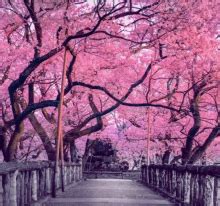 Anime Cherry Blossom Tree Gifs Tenor