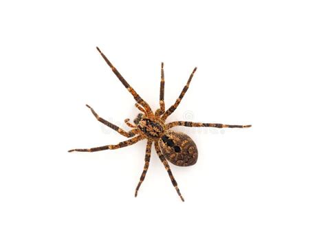 Mediterranean Spiny False Wolf Spider Isolated On White Background Zoropsis Spinimana Stock