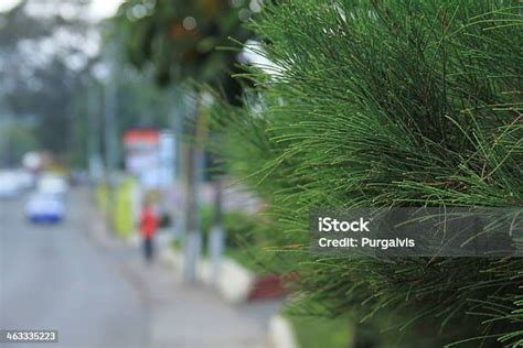 파인에서 공장요 성장하는 On 자메이카식 Streets 0명에 대한 스톡 사진 및 기타 이미지 0명 거리 낮 Istock