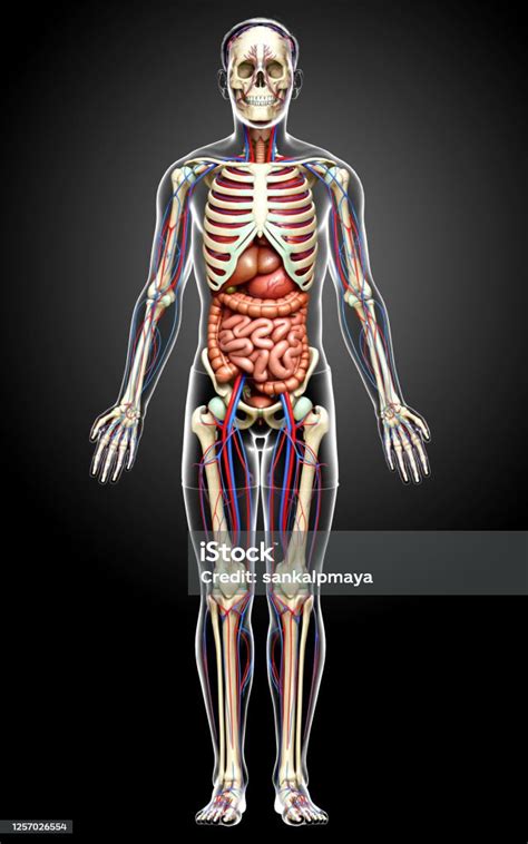 3d 남성 내부 장기 골격 및 순환 시스템의 의학적으로 정확한 그림을 렌더링n 3차원 형태에 대한 스톡 사진 및 기타 이미지 3차원 형태 건강관리와 의술 과학