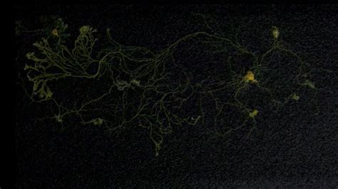 Heather Barnett The Physarum Experiment The Maze Busayos Corner