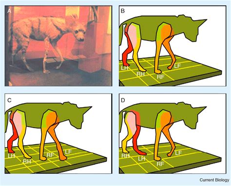 Figure From Erroneous Quadruped Walking Depictions In Natural History Museums Semantic Scholar