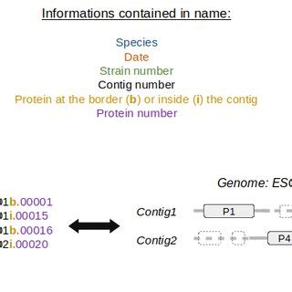 Description Of The Standard Output Header Format For Proteins Annotated Download Scientific