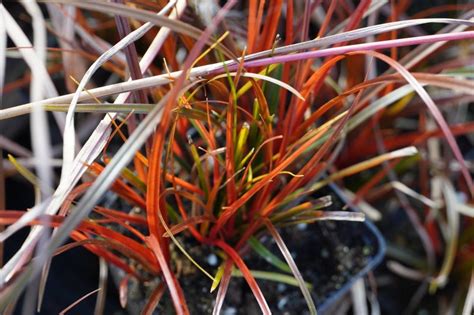 Uncinia Rubra Sarastro Stauden