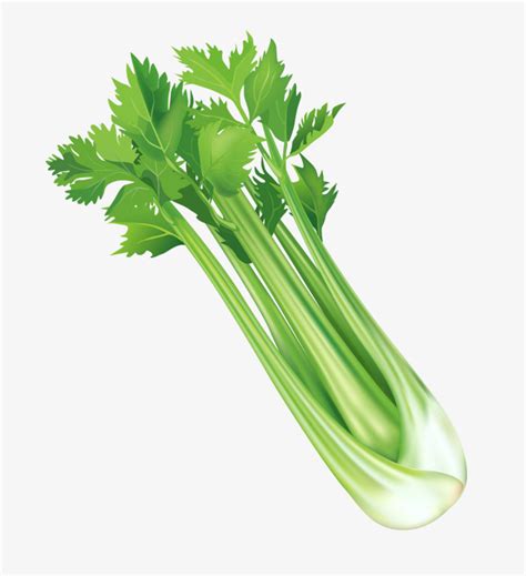 Celery Vector At Getdrawings Free Download