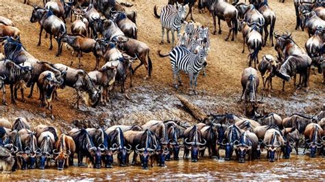7 Day Wildebeest Migration In Tanzania Klook Hong Kong
