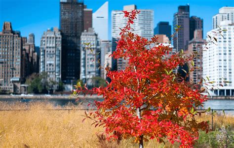 How Tree Pollen Effects Your Seasonal Allergies Dragonetti Tree Removal